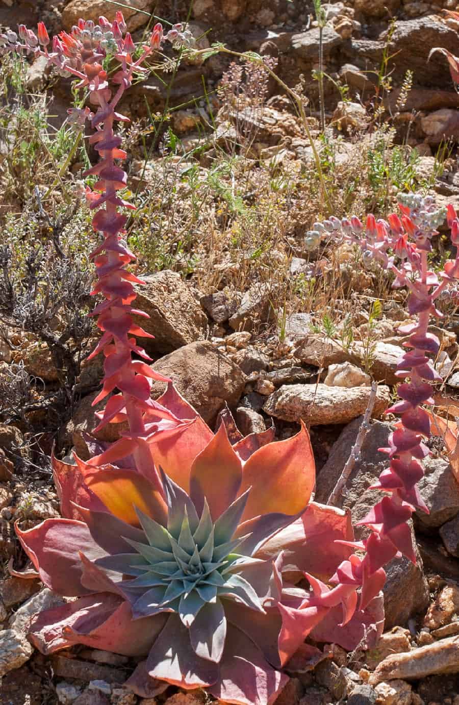 Dudleya Succulents 101: A Visual Tour of 52 Different Varieties ...