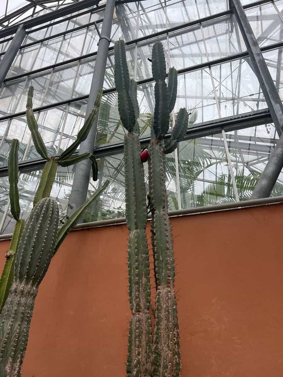 Are the Hortus Botanical Gardens in Amsterdam worth visiting?