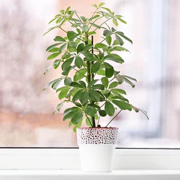 50 Marvelous Bathroom Plants to Spruce Up Your Space | Houseplant Alley