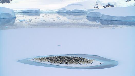 10 Key Differences Between Emperor Penguins Vs Leopard Seals