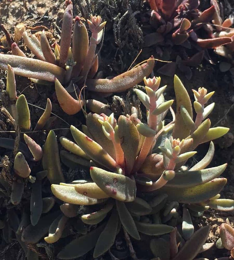 Dudleya Succulents 101: A Visual Tour of 52 Different Varieties ...