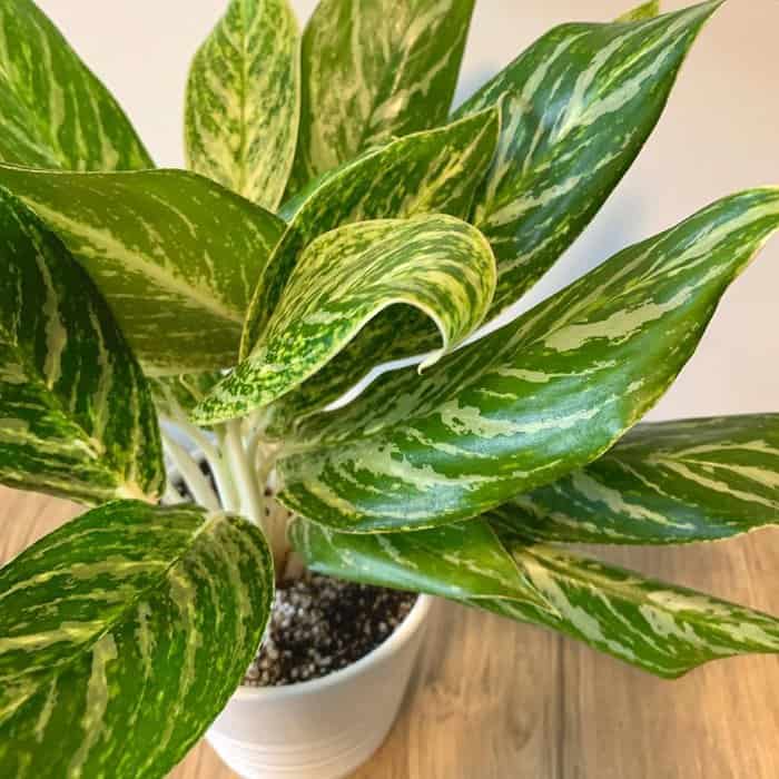 55 Aglaonema Varieties (Chinese Evergreen Ultimate Guide) | Houseplant ...