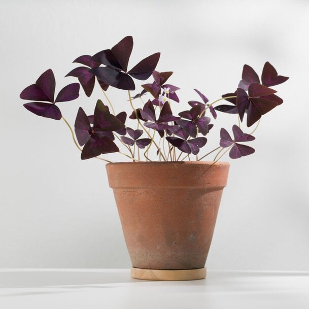 50 Marvelous Bathroom Plants to Spruce Up Your Space | Houseplant Alley