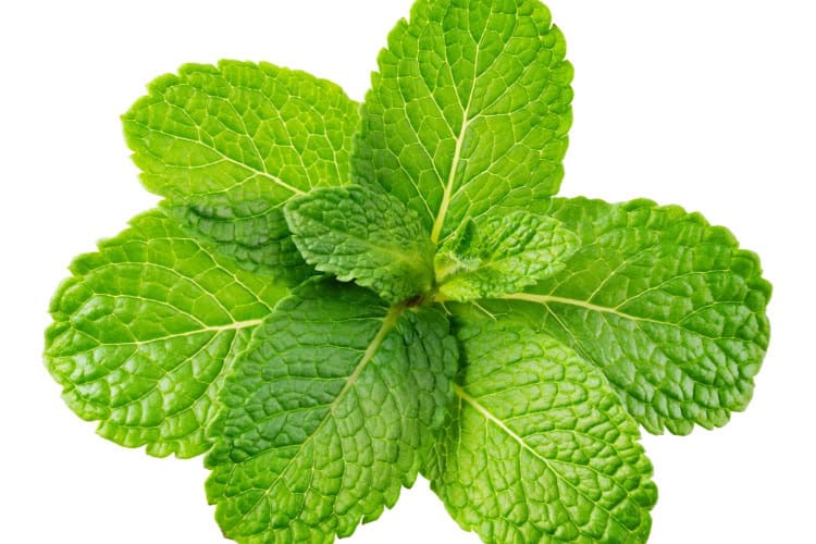 Ceylon vs Vietnamese Cinnamon: How Do they Differ?