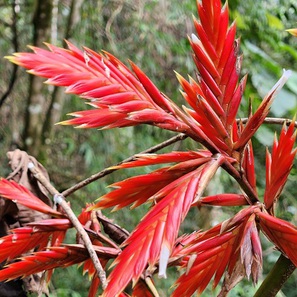 200 Types Of Bromeliads (With Pictures) | Houseplant Alley