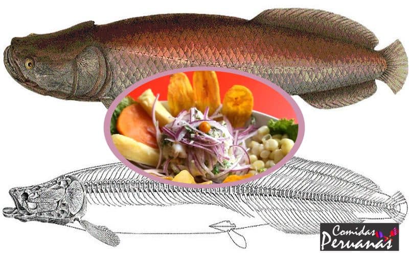 Pescado Paiche de la Selva Peruana - Comidasperuanas.com.pe